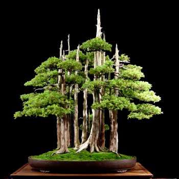 World's Most Amazing Things: Amazing Bonsai Trees