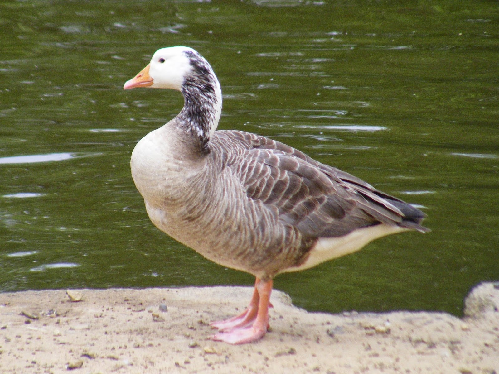 Bird Hybrids: domestic Greylag Goose x Canada Goose