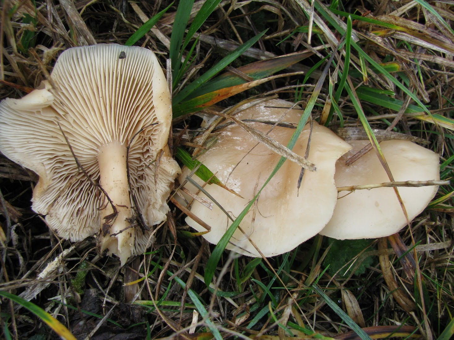 Guía de Setas y Hongos de Navarra.: Clitocybe dealbata (Sow ex Fr)Kum