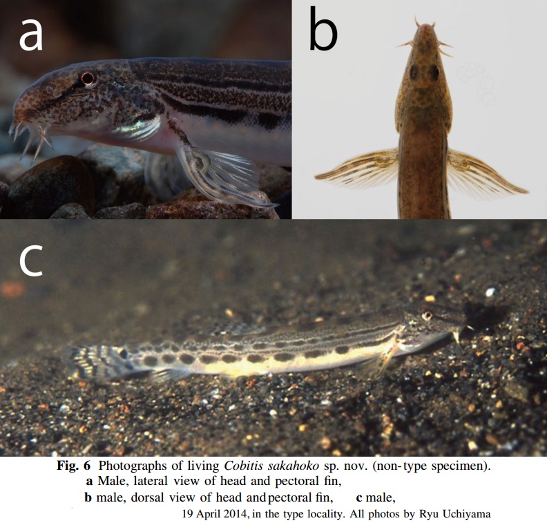 Species New to Science: [Ichthyology • 2015] Cobitis sakahoko • A New ...