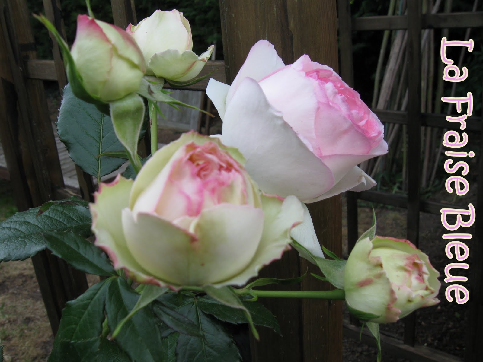 Mignonne, allons voir si la rose…: Pierre de Ronsard