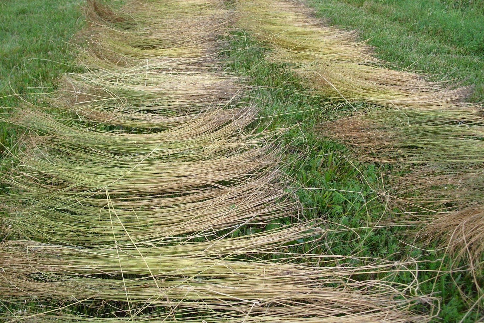 Forest House Farm: Rippling Flax