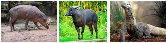 Flora Dan Fauna Di Indonesia Beserta Penjelasannya