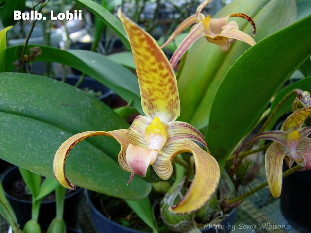 CENTRA ANGGREK: Bulbophyllum