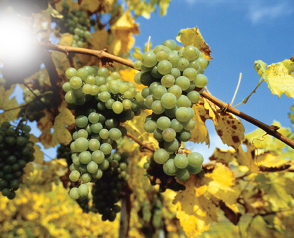 Fine Wine Review: Grüner Veltliner: The Groovy Grape