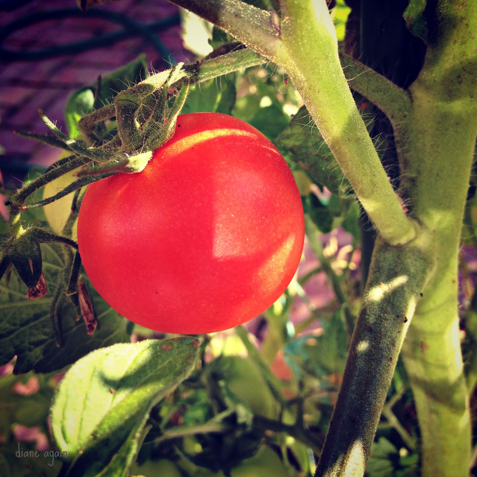 Diane Again: Red Round Things