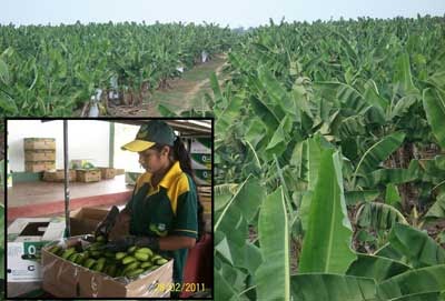 InvestSriLanka: Bananas to Europe from CIC Agri, Sri Lanka