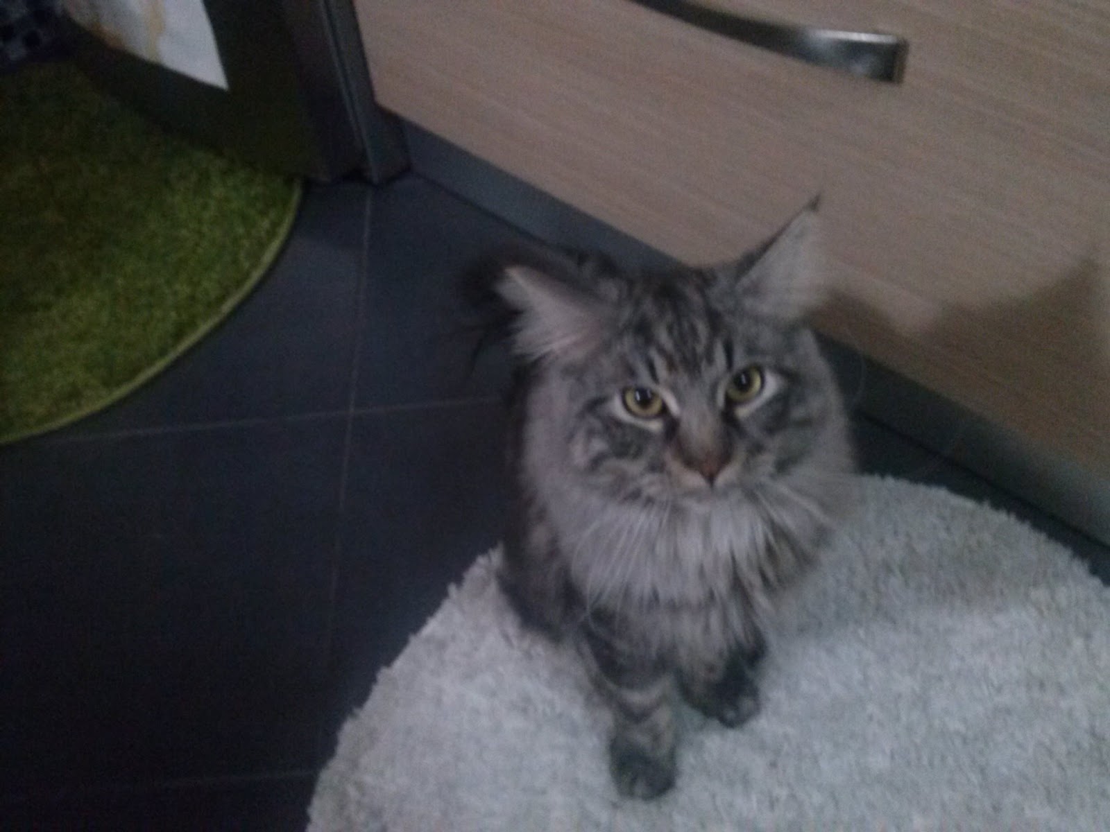 prodaja meine coon maca ili po naski majkun macici