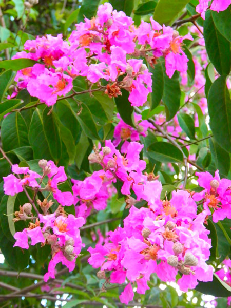 Siempre Verde Venezuela: Caracas en Flor