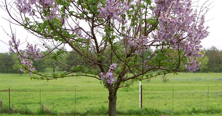 ASOCIACION ECOLOGISTA RIO MOCORETA: KIRI UN ÁRBOL PARA EL FUTURO