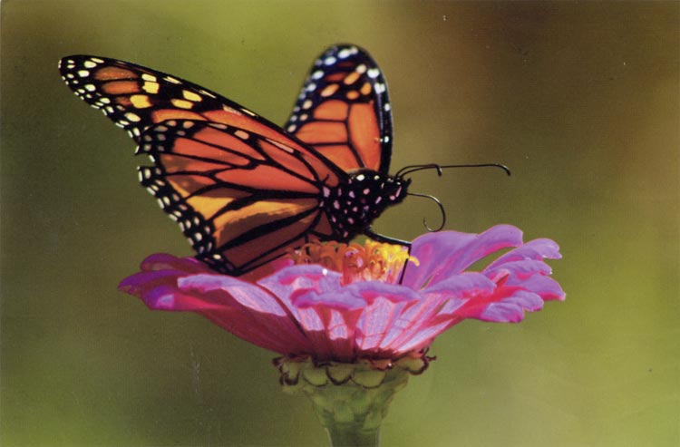 phila-by: Butterfly postcard received from Russia