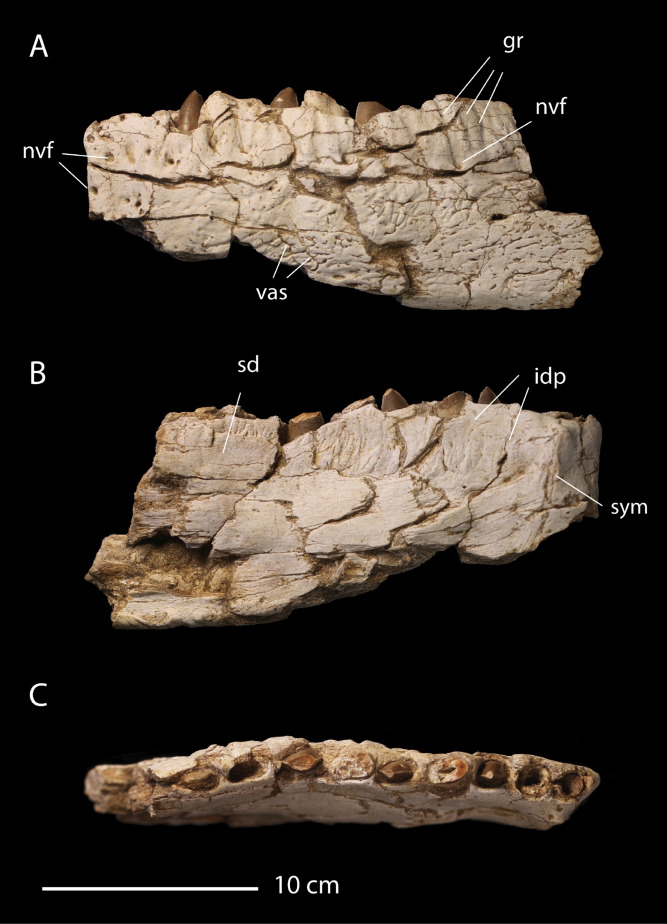 Species New to Science: [Paleontology • 2017] Chenanisaurus barbaricus ...