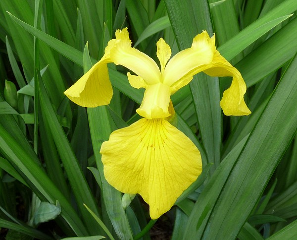 Wild Flowers Kingdom: Yellow Flag