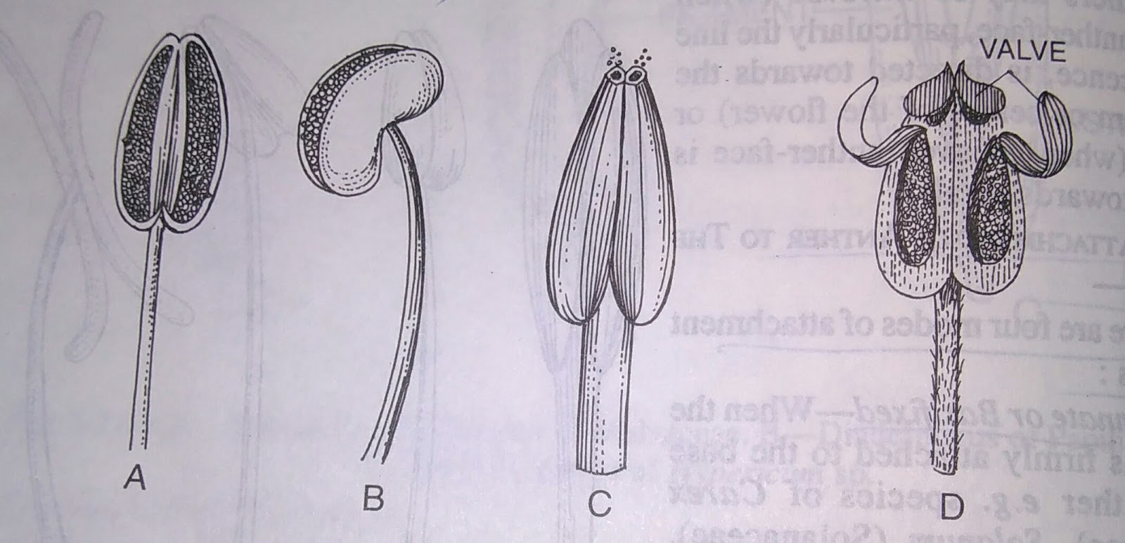 Anther or microsporangia in angiosperm-digieduco