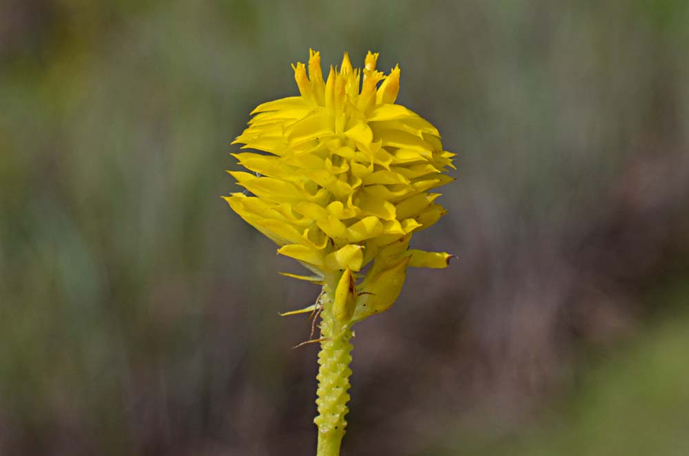 Space Coast Wildflowers: Cruickshank, July 22, 2012