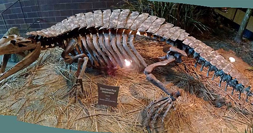 Louisville Fossils and Beyond: Cast of Sarcosuchus imperator Fossil