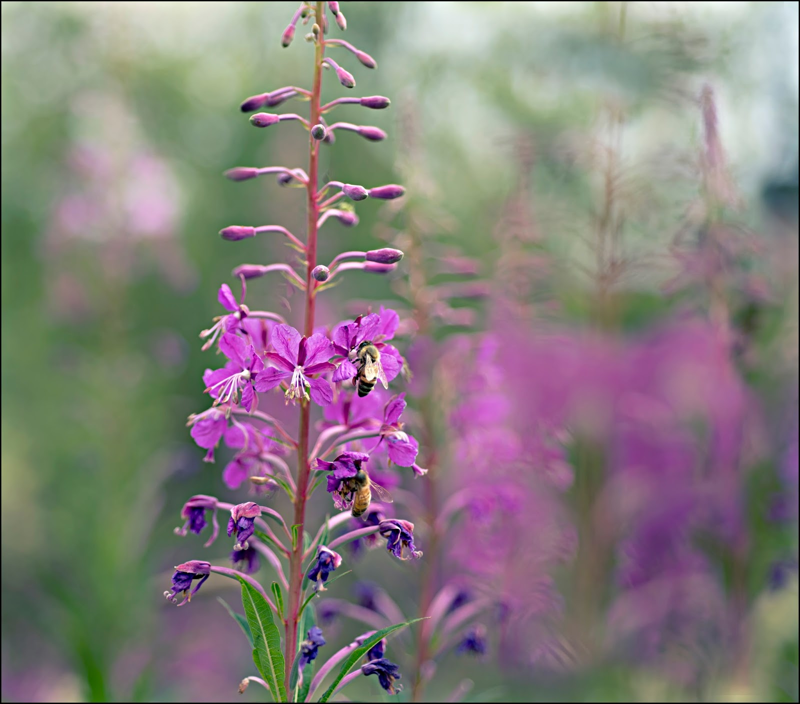 Katarina Holmström Photo Art: Fireweed and bees