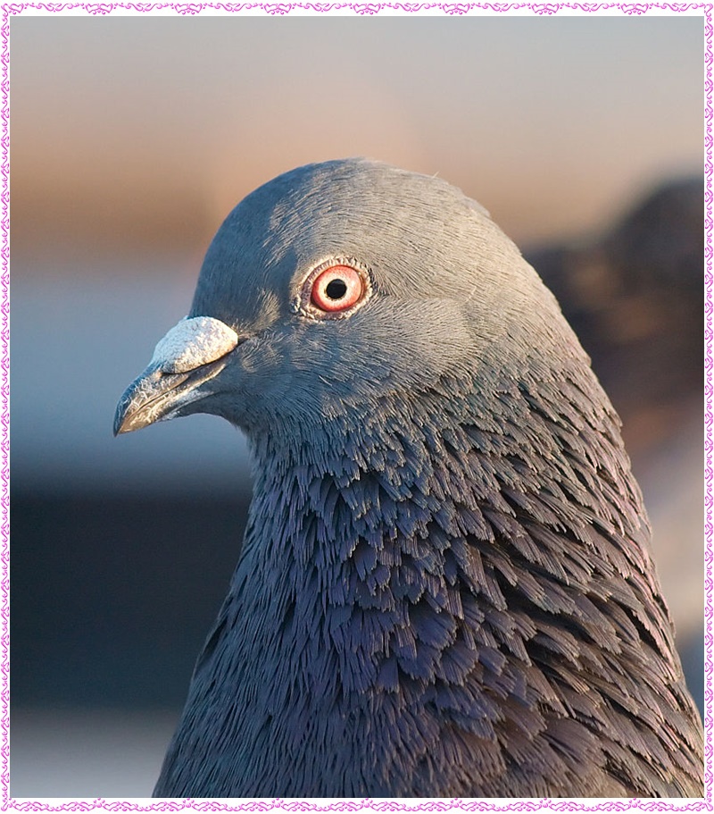 POMBO COMUM(Columba livia)