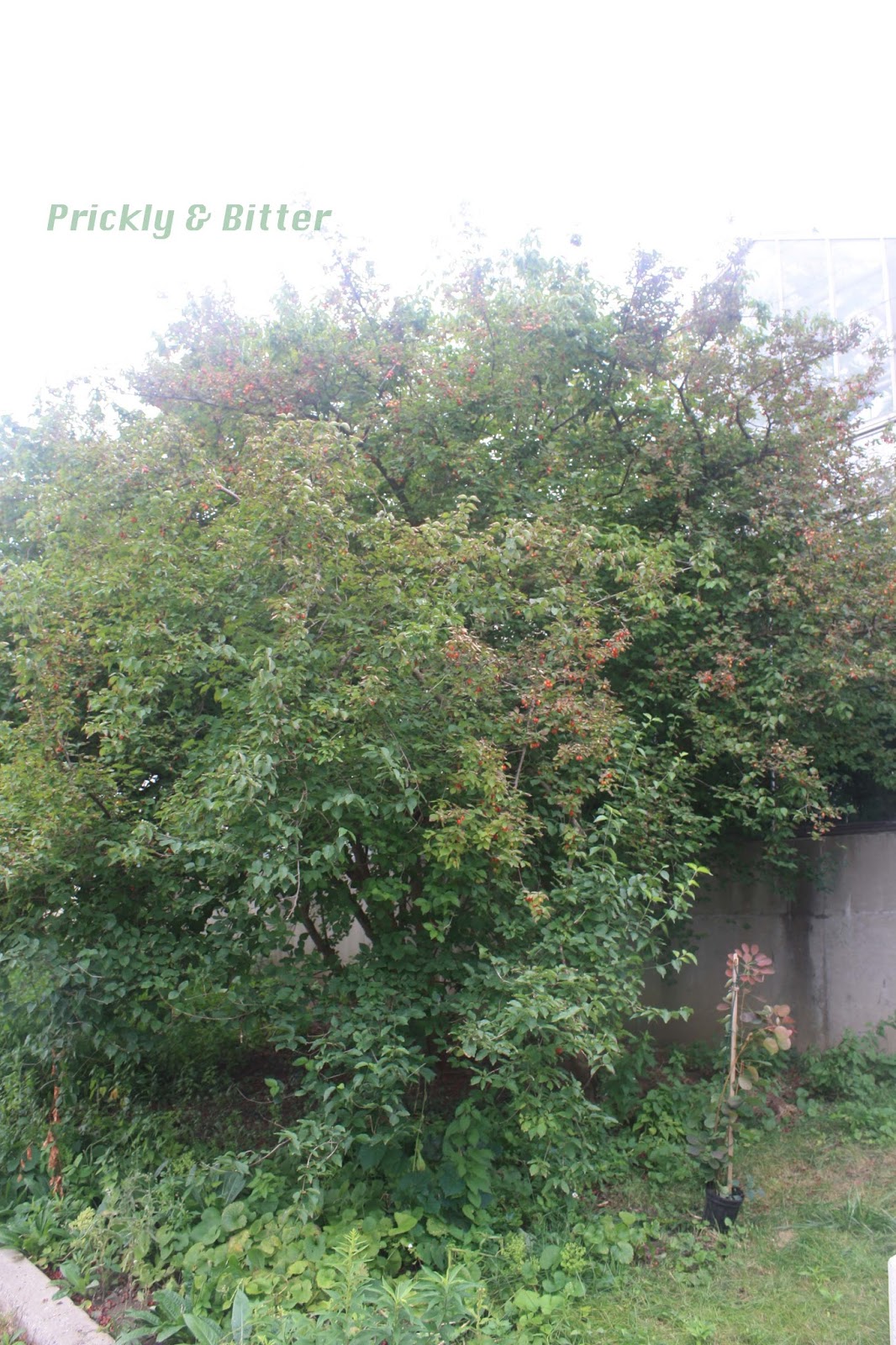 Prickly and Bitter: The Cornelian cherry tree isn't a cherry tree