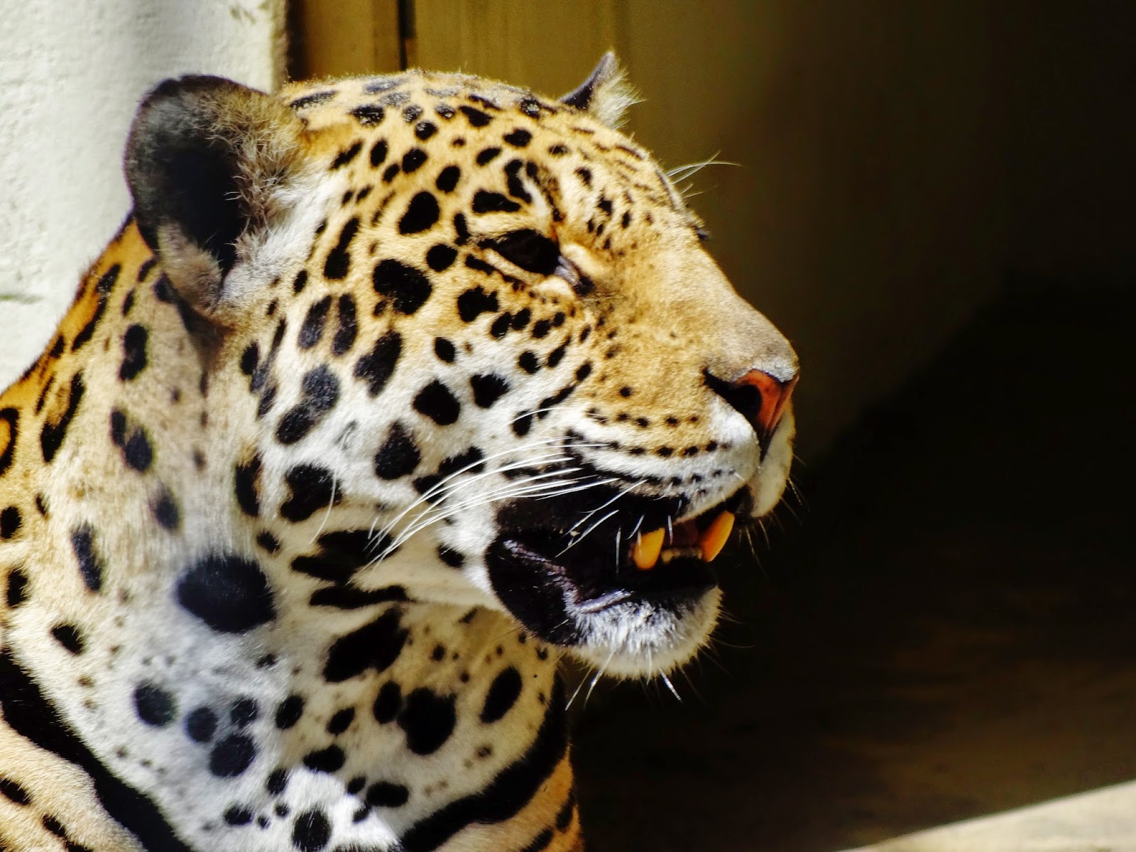 fotorantje: jaguar