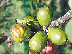 Ocaña Tierra de Tradicion y Cultura: Gastronomia