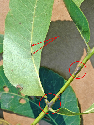 Northern Pecans: The many faces of pecan scab