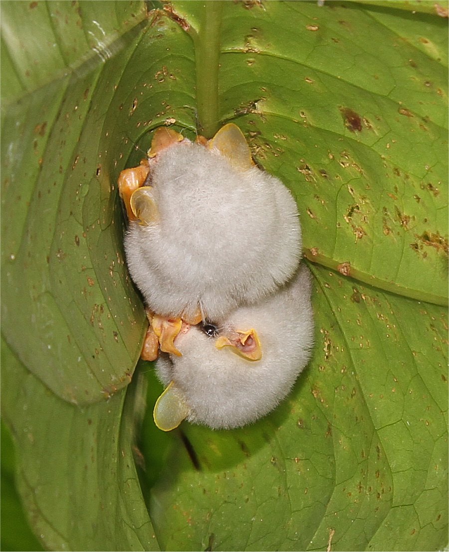 Murfs Wildlife : White-faced Coati & Others