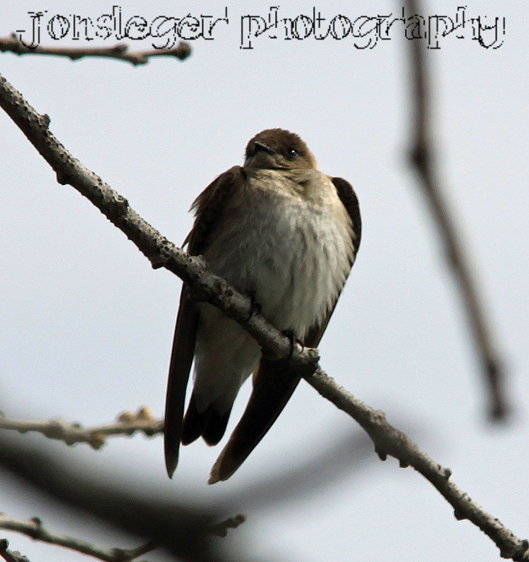 Northern Illinois Birder: When the Swallows Return to Northern Illinois ...