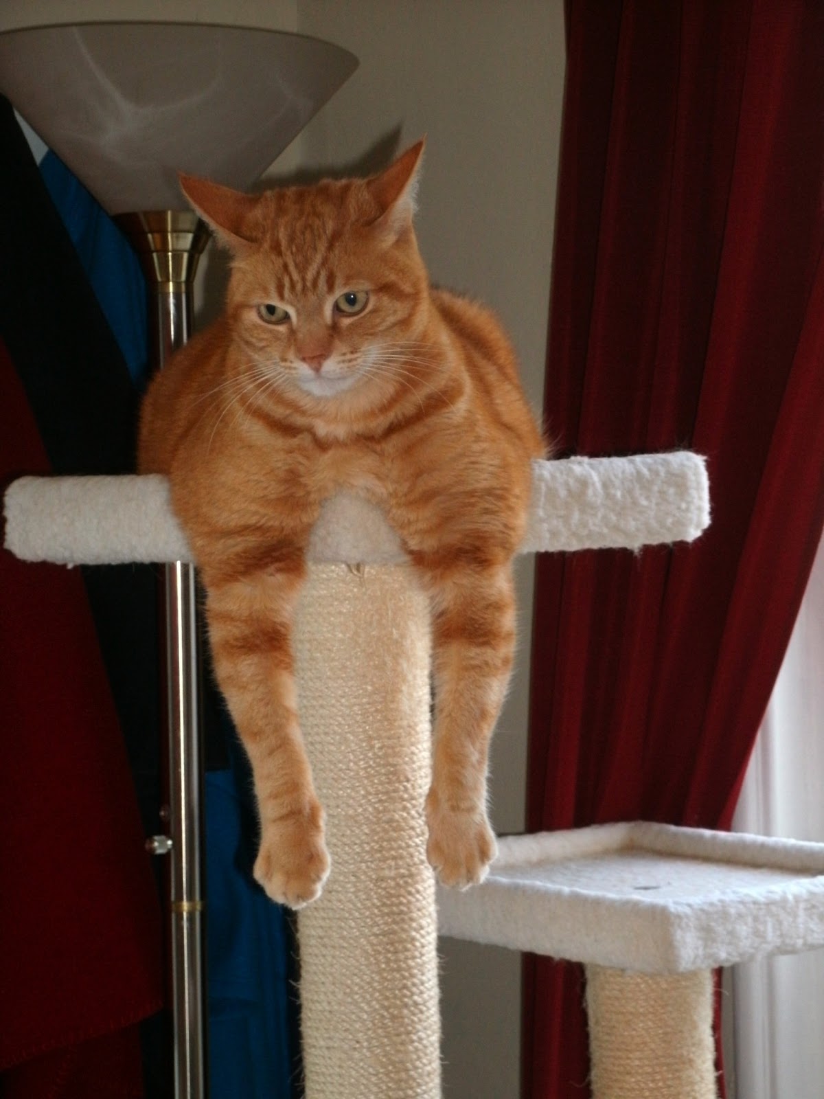 The Very Best Cats: How's It Hanging?