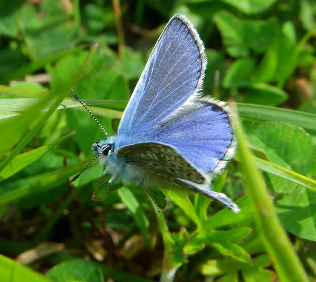 John Cullen's Biodiversity Photography : Male Common Blue Butterfly