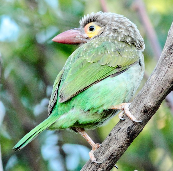 MOUNT ABU BIRDS MY PERSONAL COLLECTION: Photo Galleries Birds of Mount ...