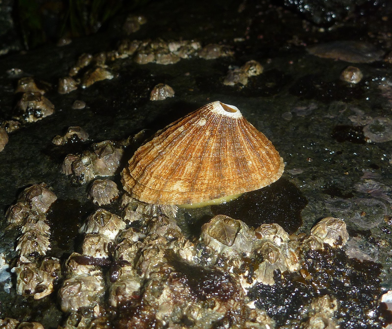 Buzz's Marine Life of Puget Sound: SEA STAR SURVEY BREAKWATER AT ALKI 1 ...