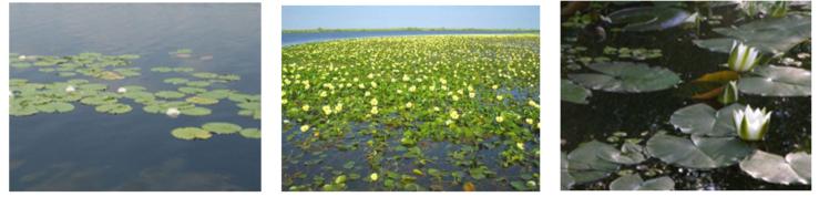 POLINIZACION: Agentes Polinizadores