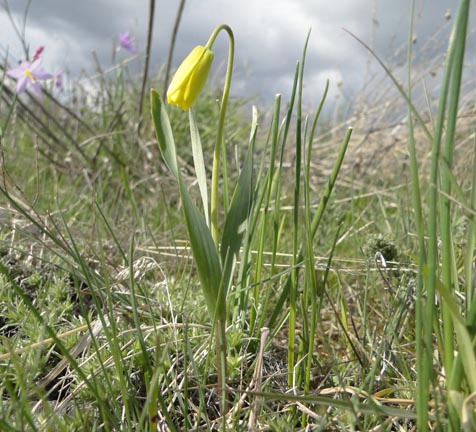 Spokane Wildflowers 00: 2011 - Spokane Wildflowers Order of Appearance