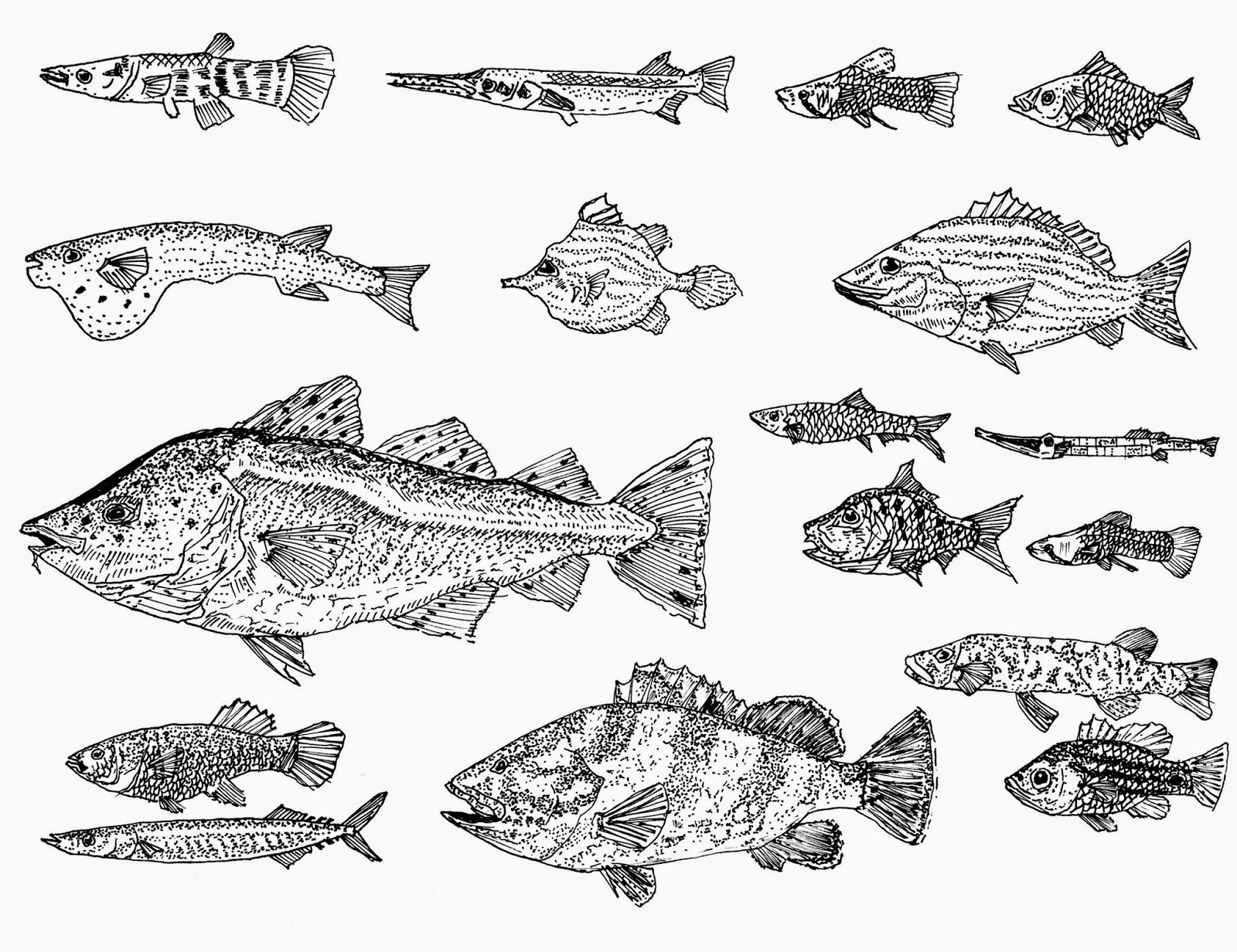 Pescadotes: fish pen drawings