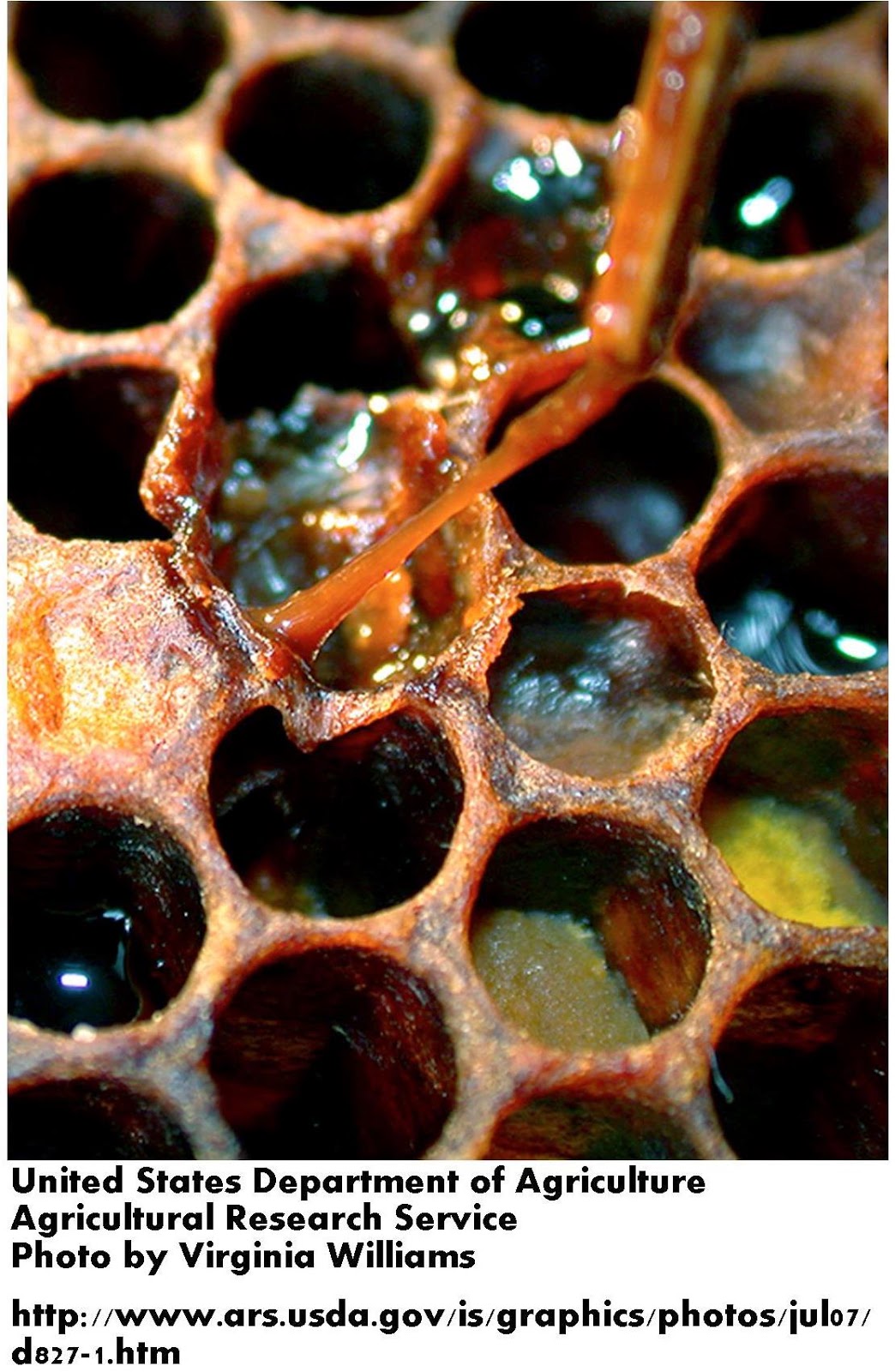 Roots 'n' Shoots: South African Bees in Trouble: American Foulbrood ...