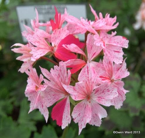 PERFECT PELARGONIUMS: Stellar Pelargonium "Faye Brawner"