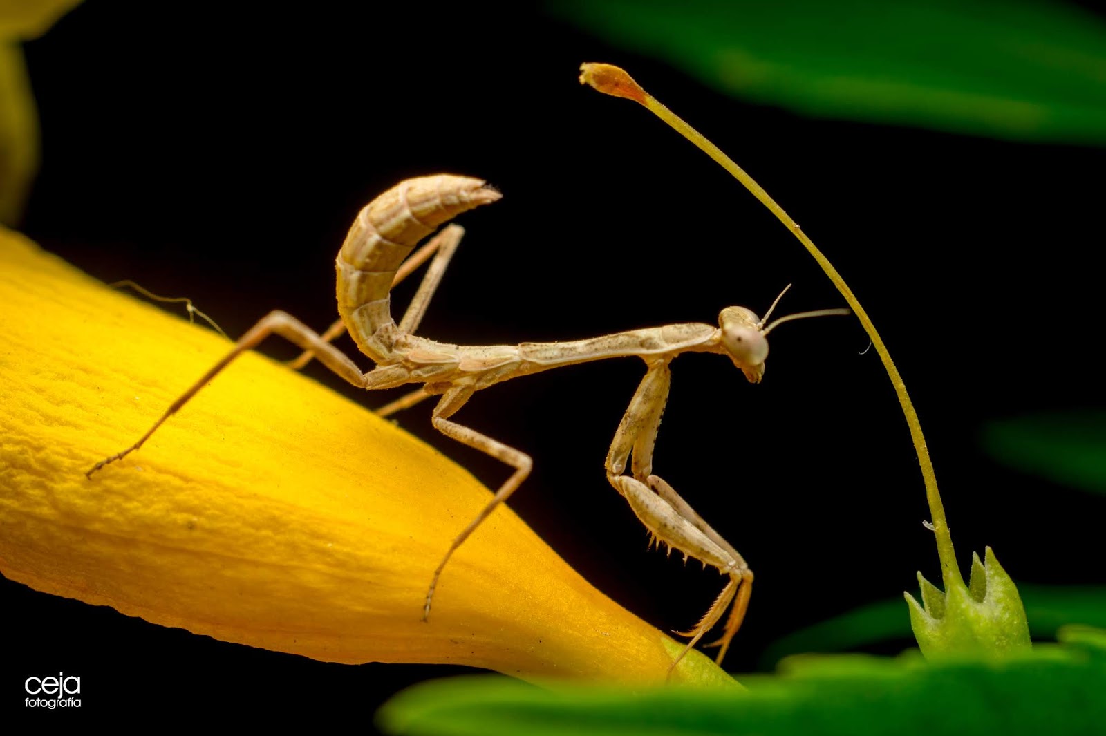 CEJA | Fotografía: Mantis Religiosa - Praying Mantis (Mantidae)