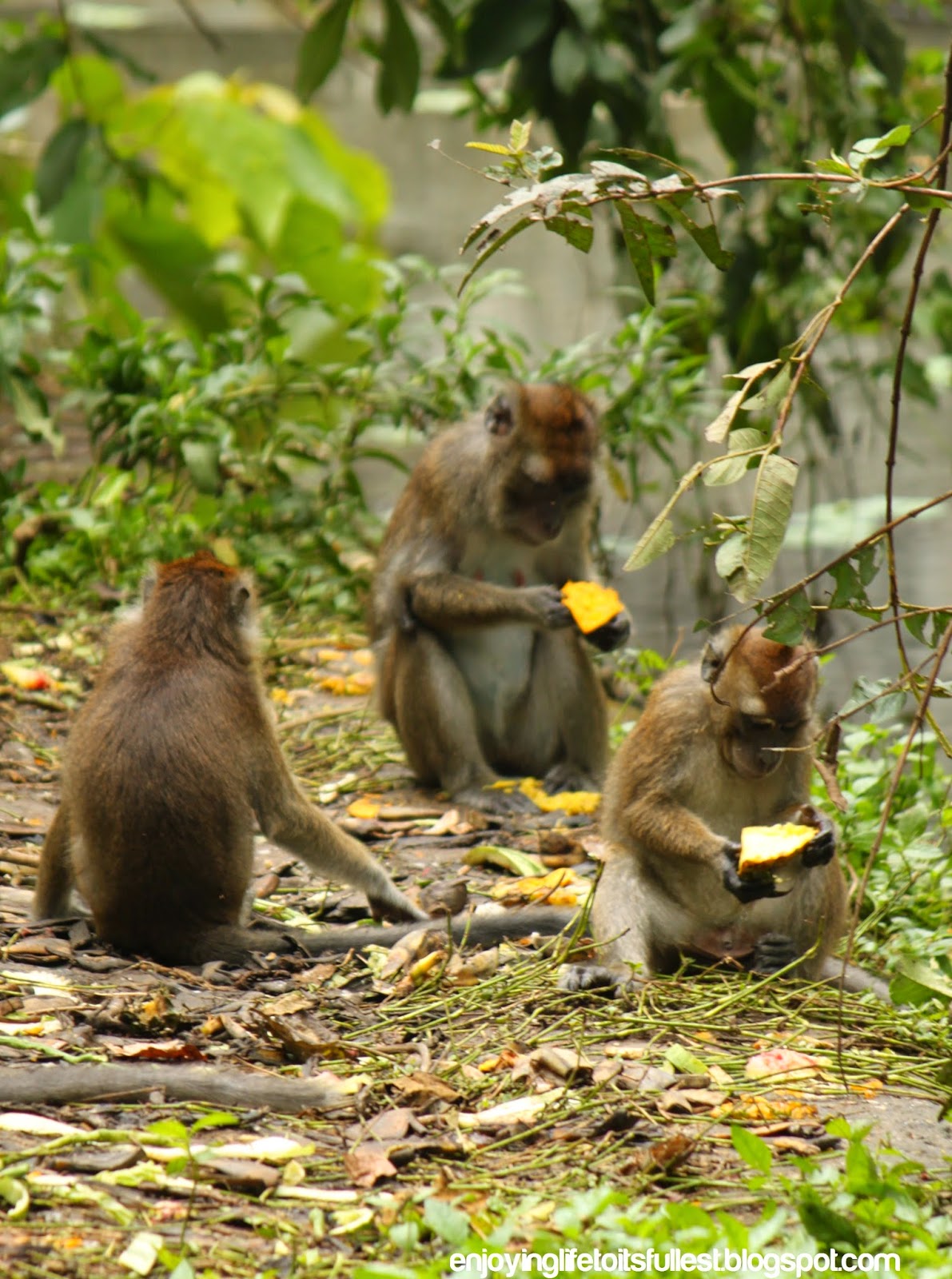 ALventureBlogs: Davao Adventure: The Philippine Eagle: Birds of Prey