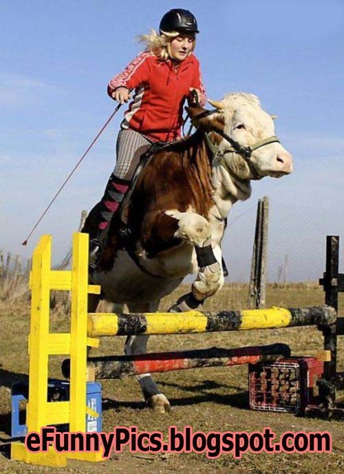 Cow Riding - Funny Photos, Funny Videos