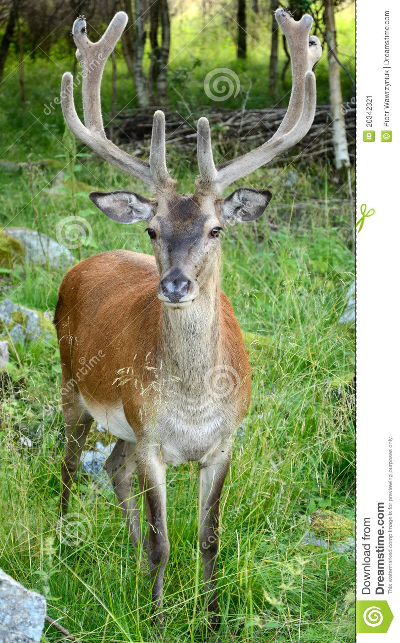 Deer Biography and all details of Dear