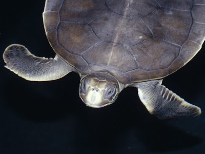 Simply the Best: "Animals"