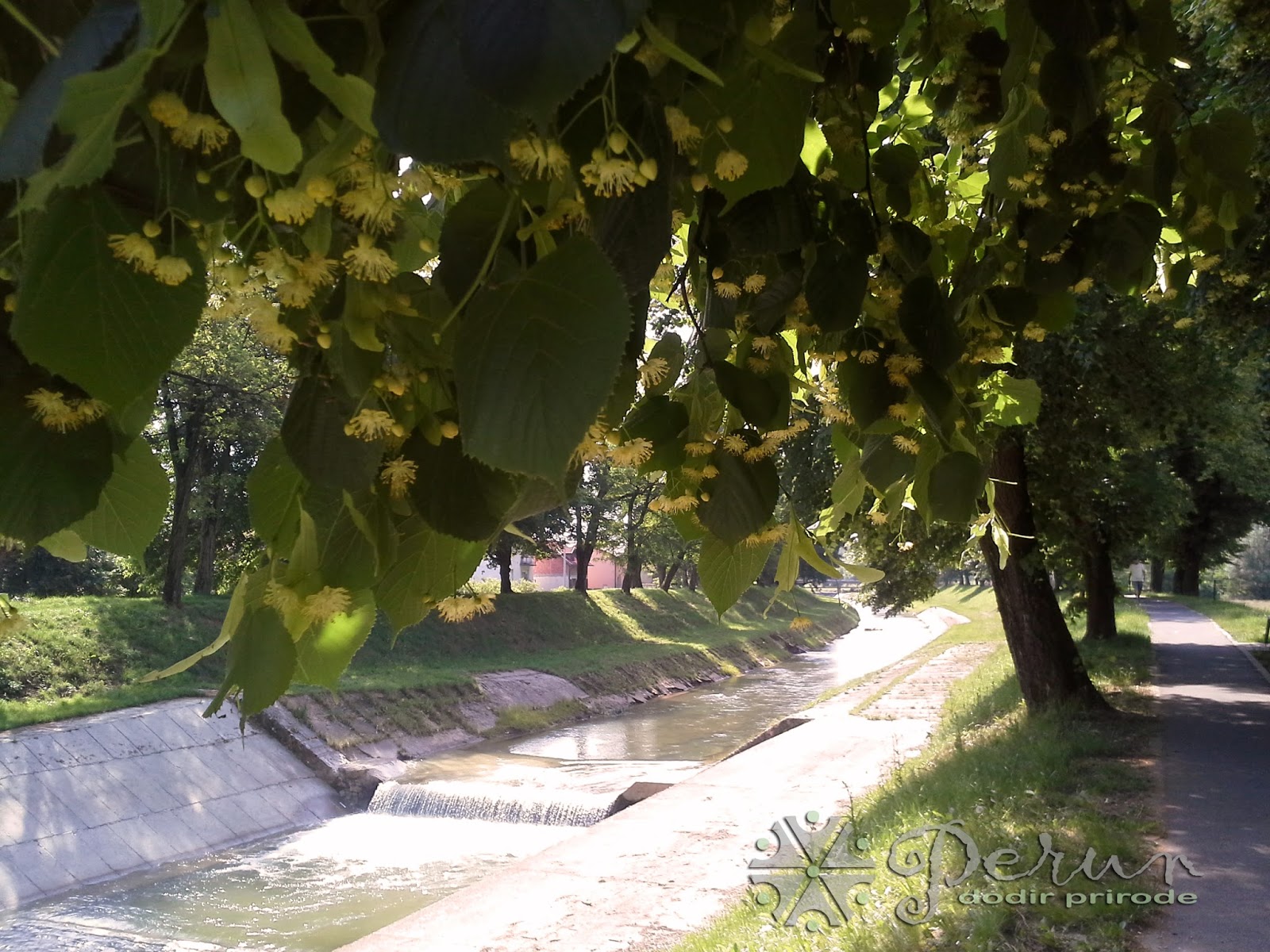 Dodir prirode: Lipe cvatu... (ni)je isto ko i lani!