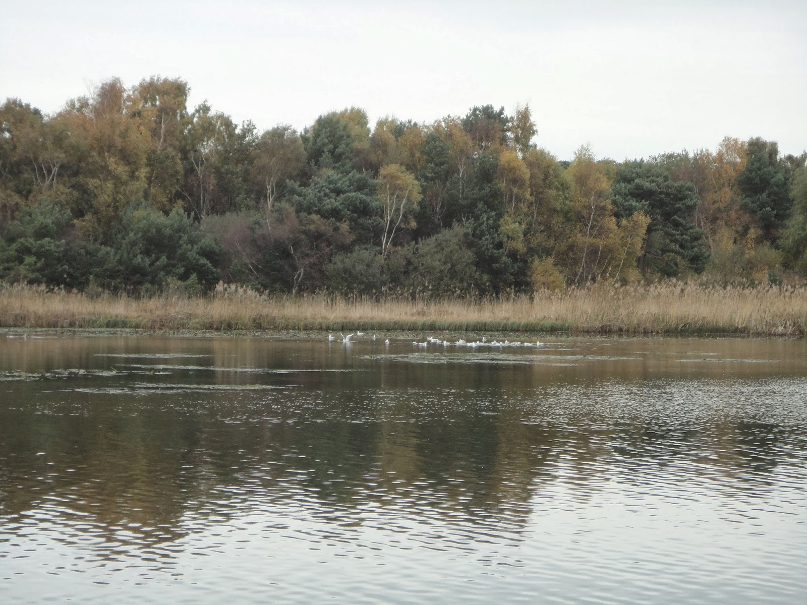 Eyeball Paul's Birding: Hatch Pond Poole