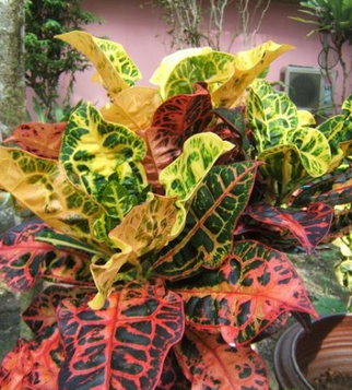 Panduan Budidaya dan Menanam Tanaman Hias Daun Puring Terbaru - tanaman ...