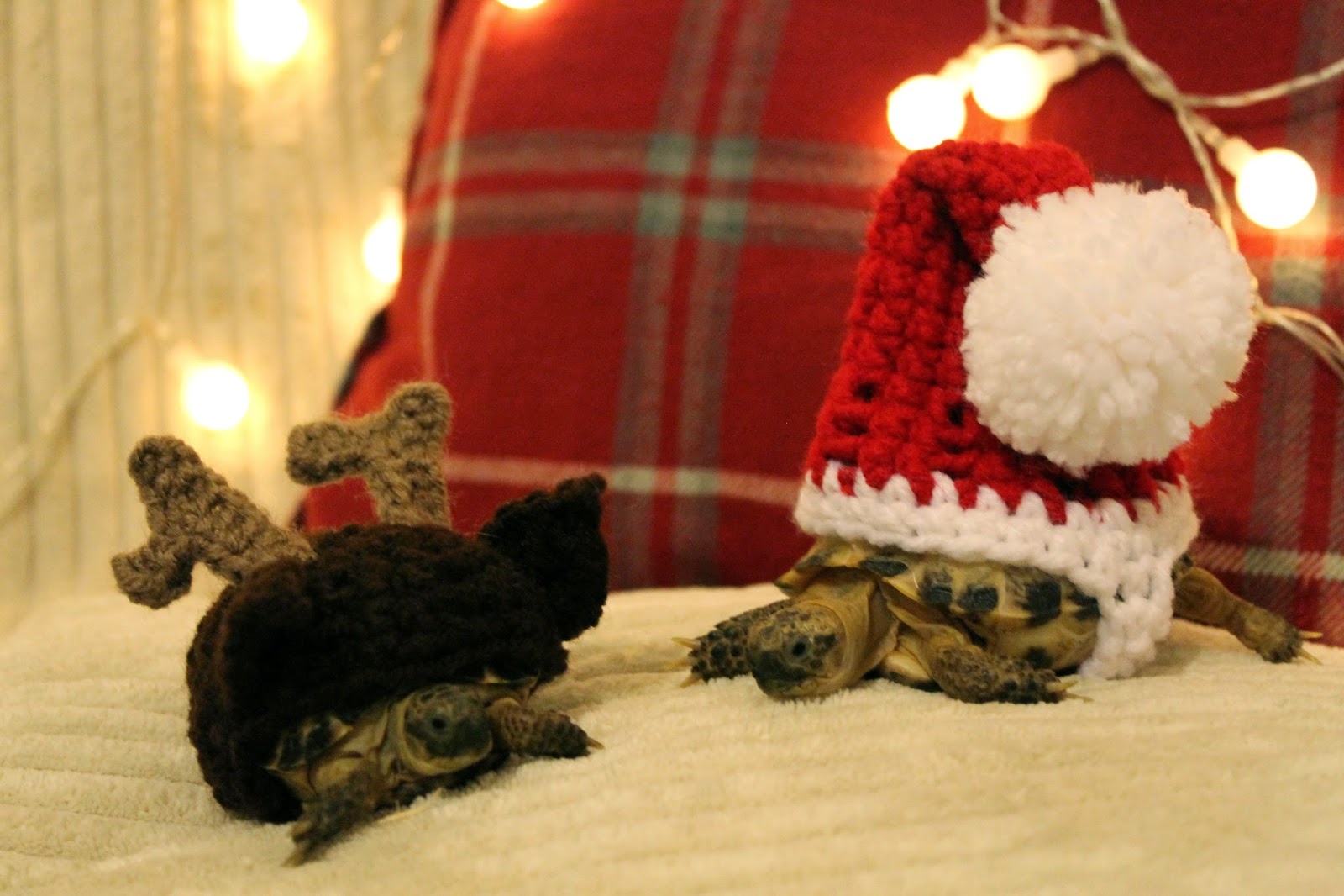 Letters of Laura...: Christmas Tortoise Cozies