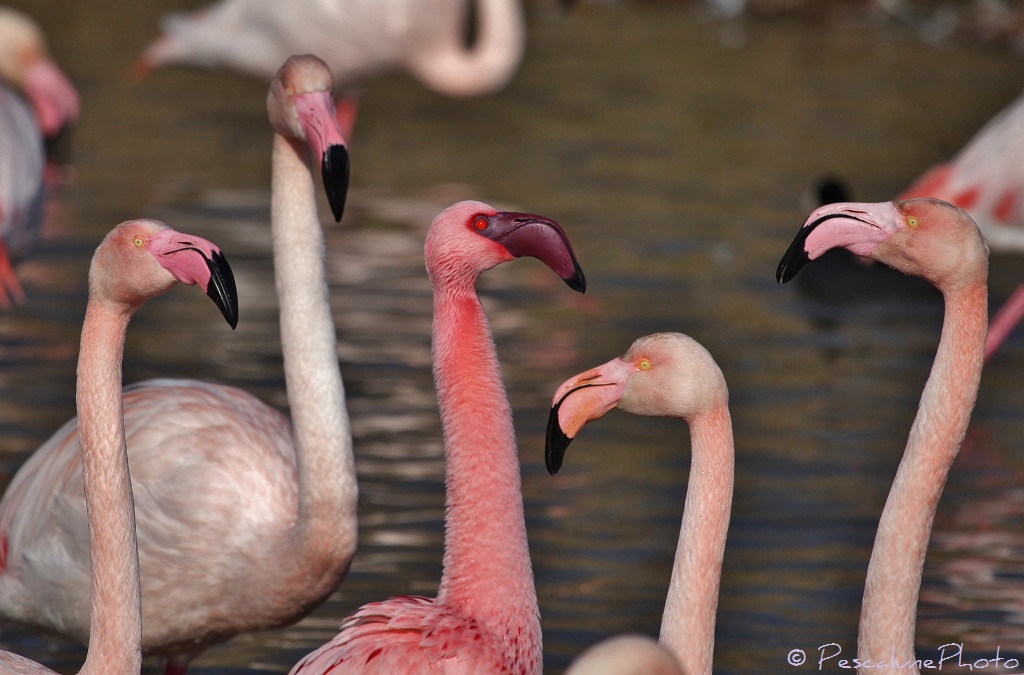 Pescalune Photo: Flamant nain (Phoenicopterus minor), Lesser Flamingo