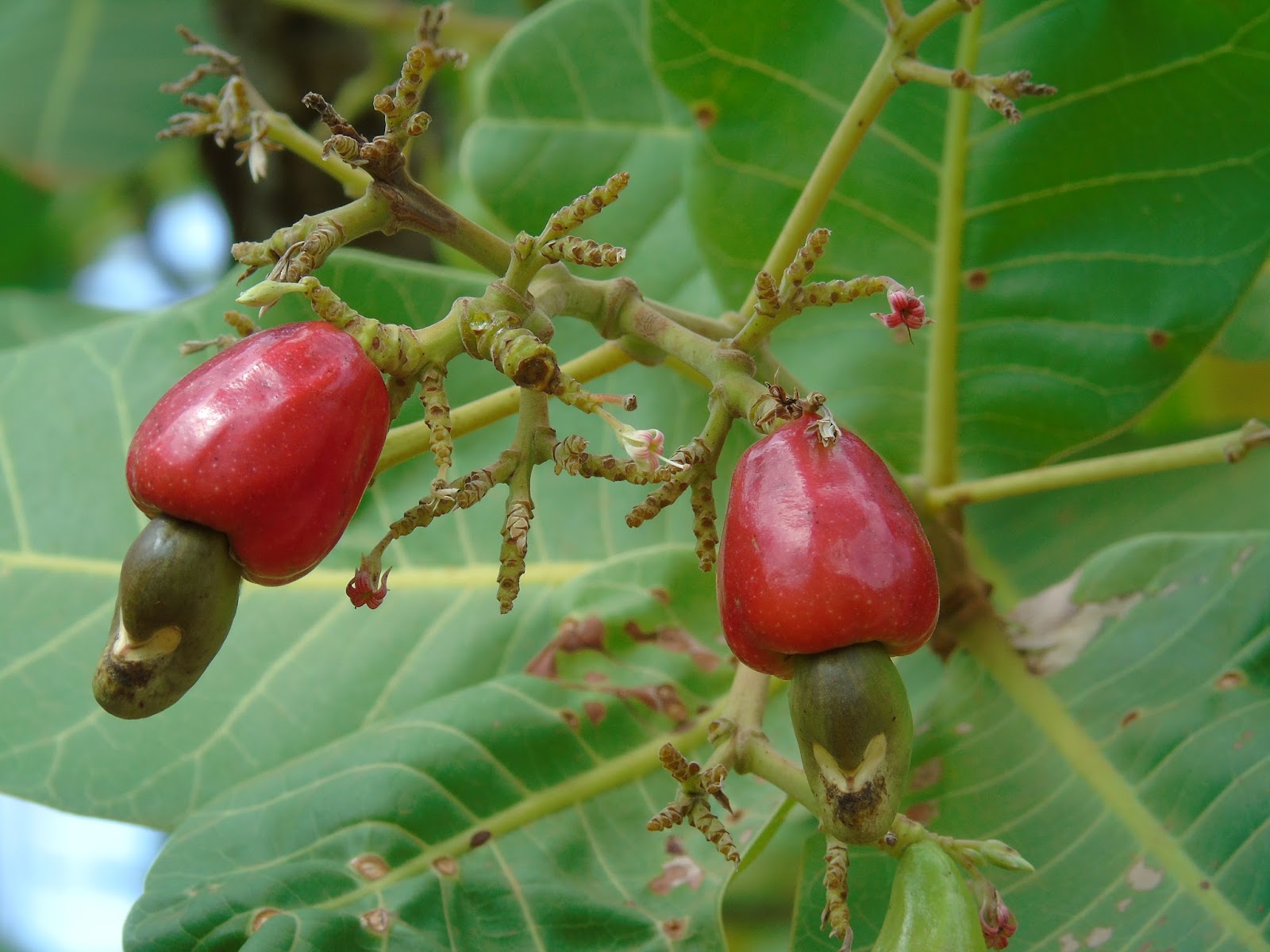 Caju (Anacardium spp.) | A planta da vez