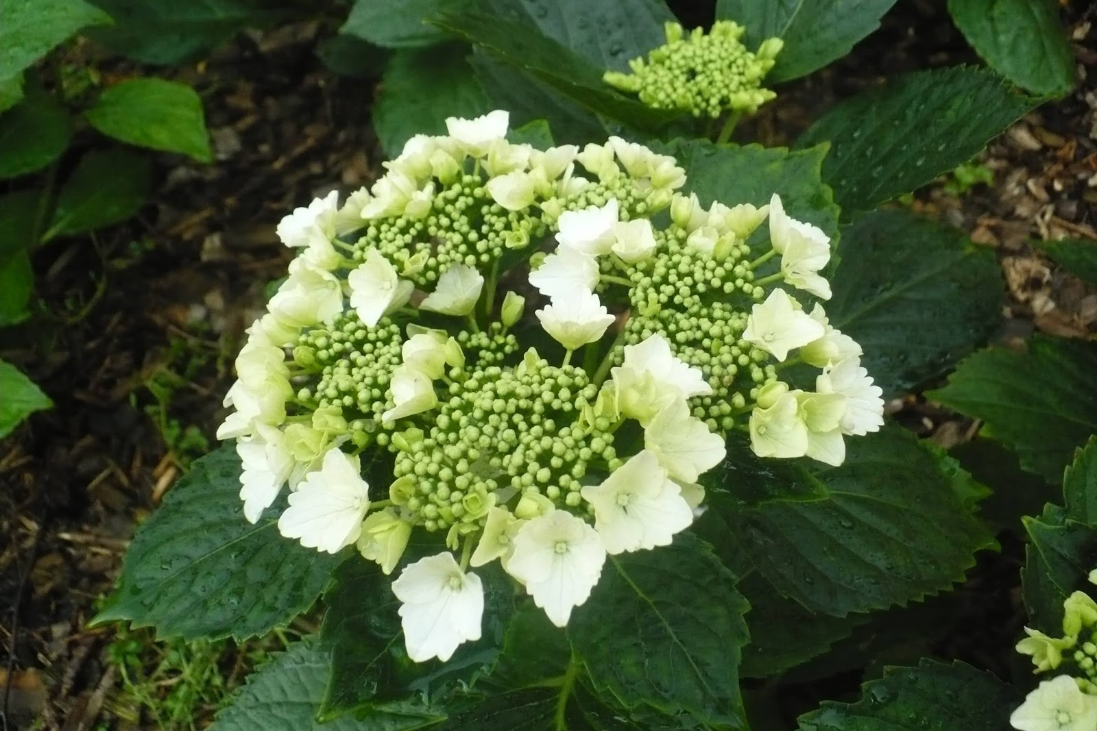 Hydrangea, Hortensja: Hydrangea macrophylla (Hortensja ogrodowa) 'Elegance'