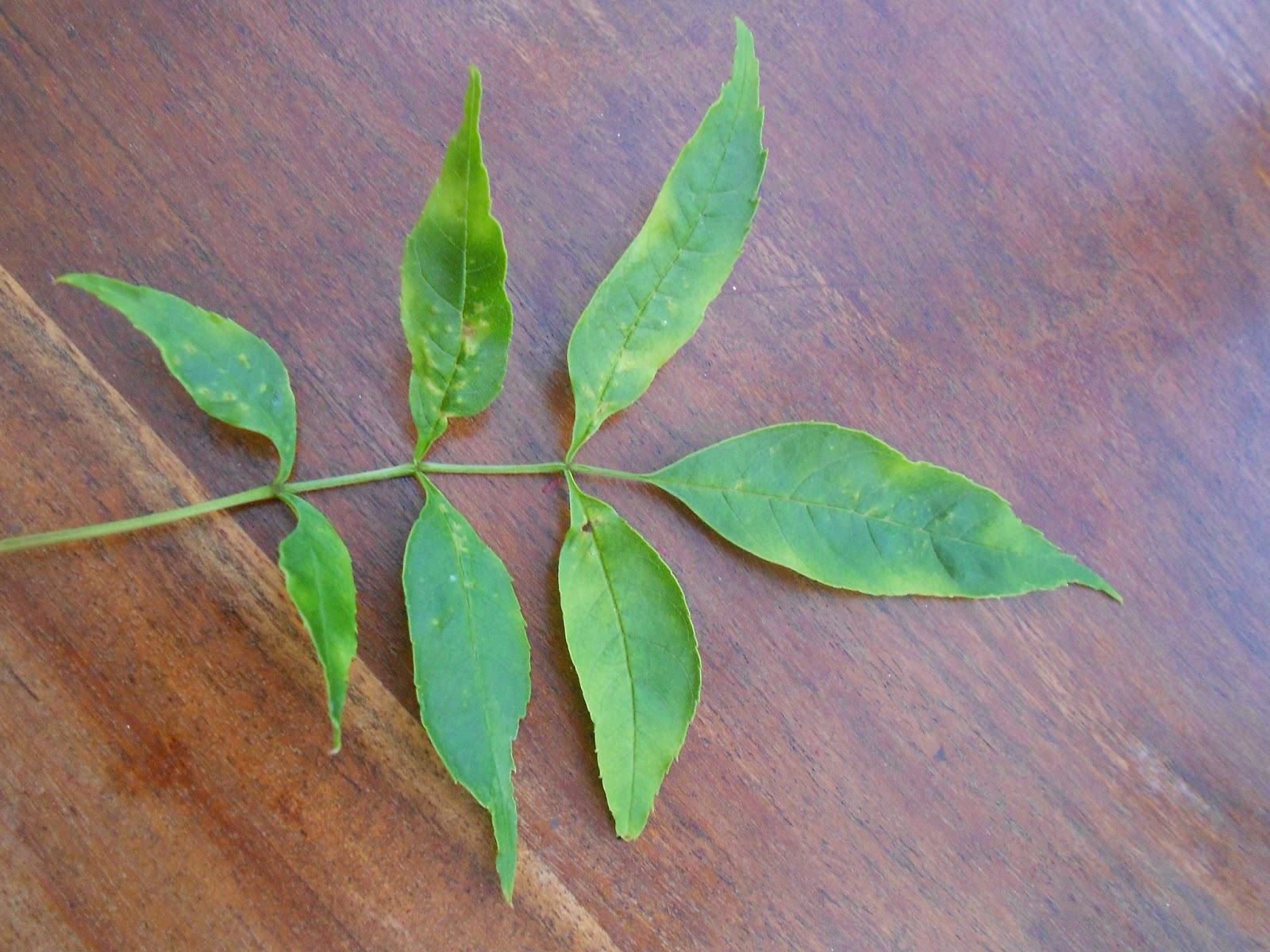 Tony's Blog: Ash Tree Problems